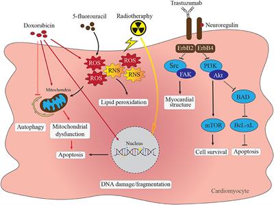 Frontiers | High Density Lipoprotein and Its Precursor Protein Apolipoprotein A1 as Potential ...